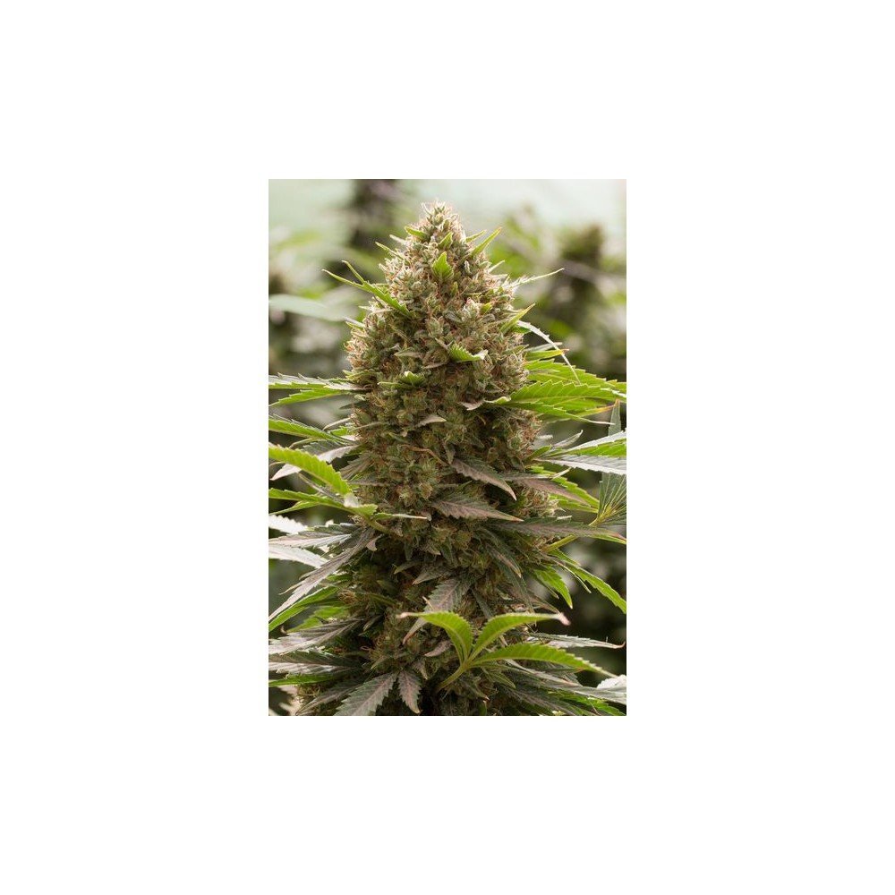 Amnesia Kush (Dinafem) - Zativo