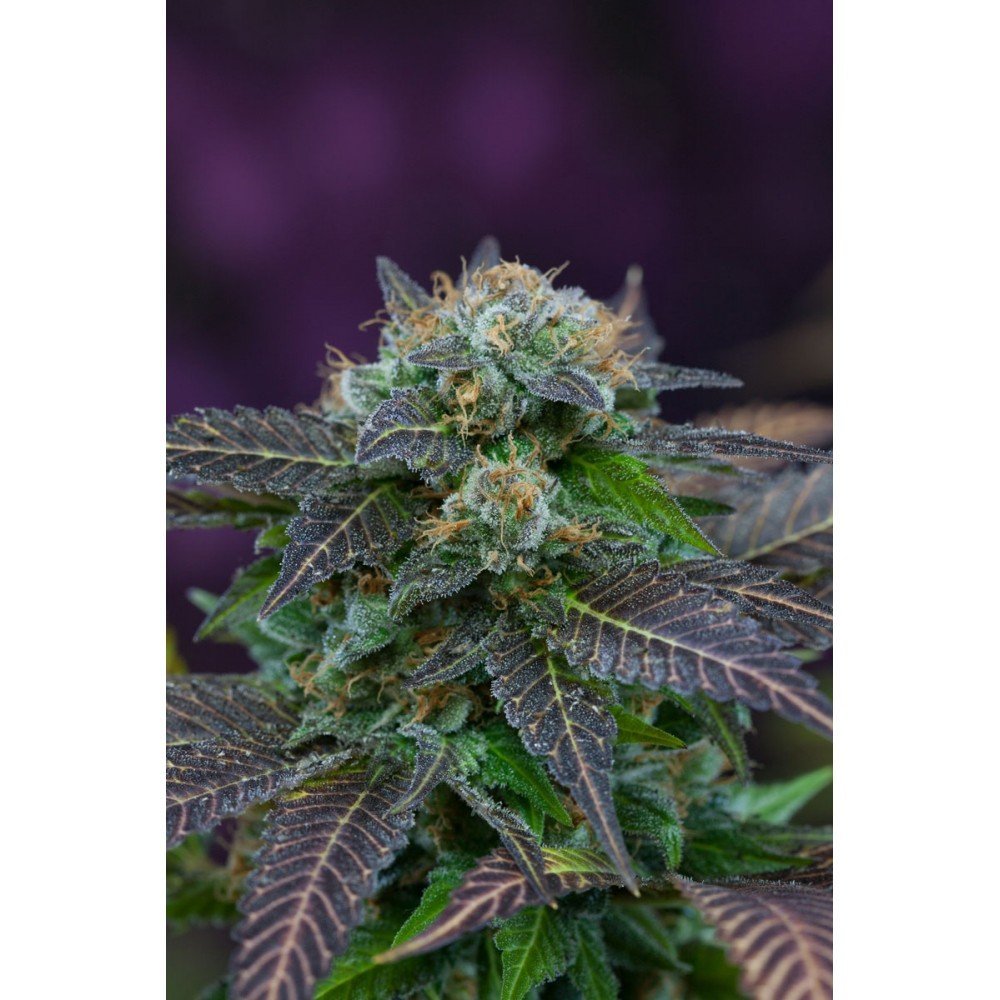 Alchemy (TGA Subcool Seeds) - Zativo