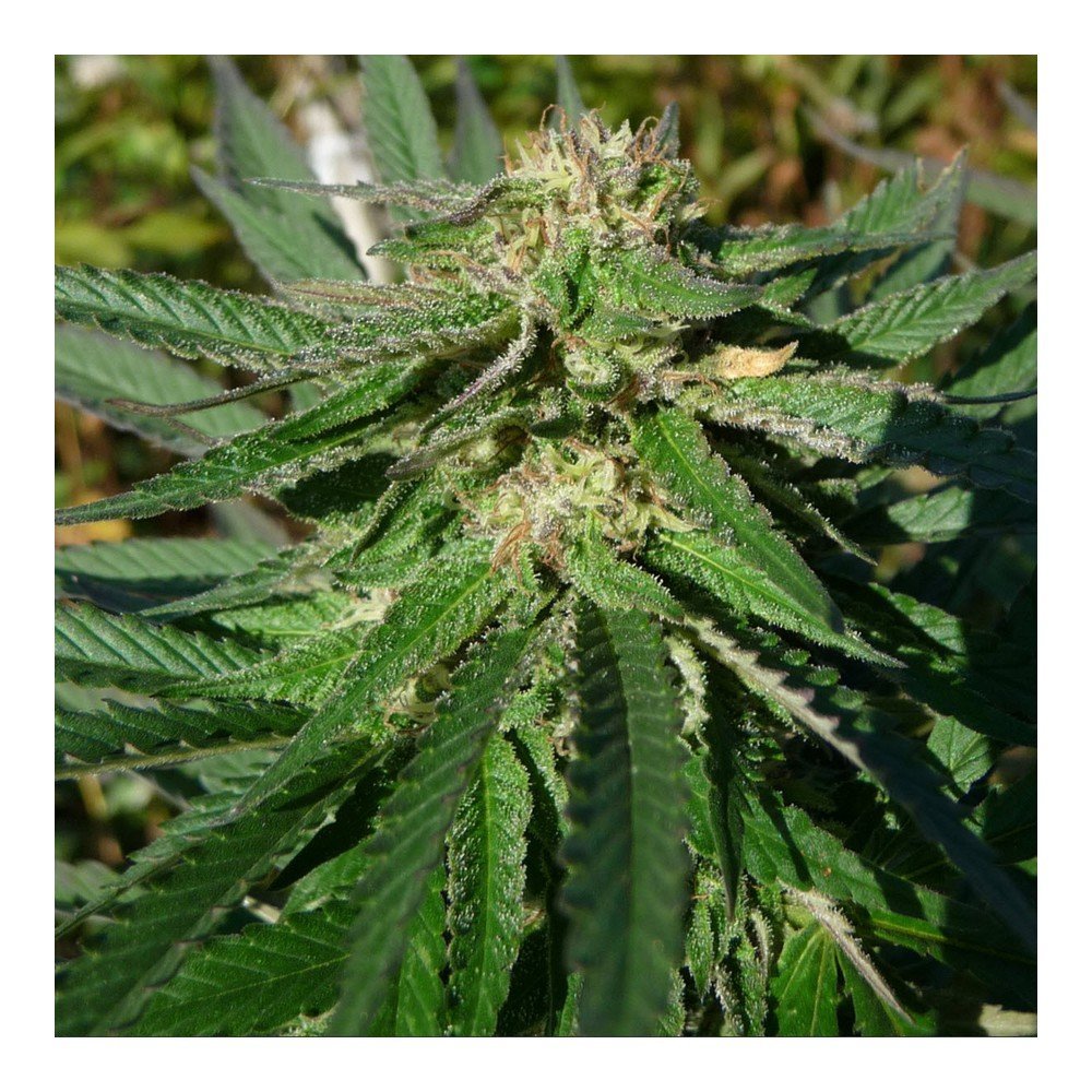 8 Ball Kush (Barney's Farm) - Zativo