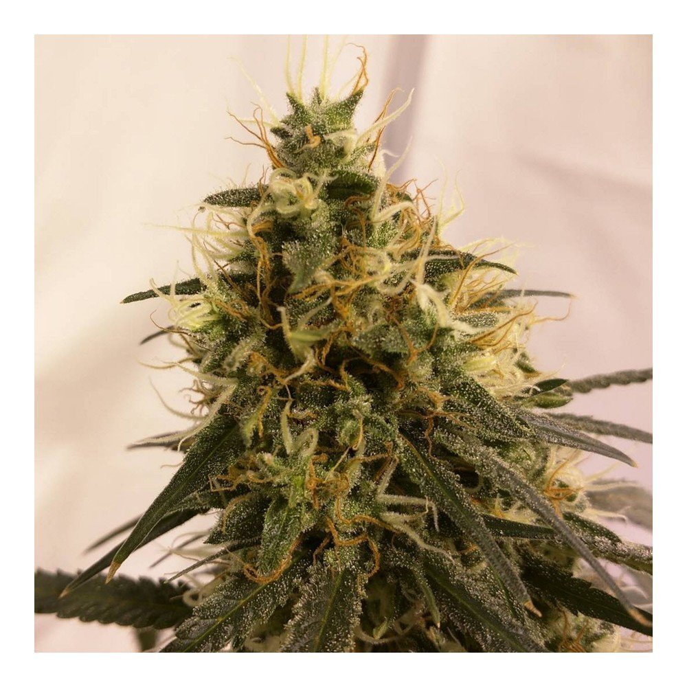 Pineapple Chunk (Barney's Farm) - Zativo