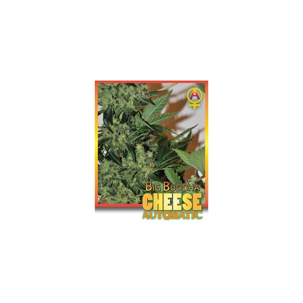 Big Buddha Cheese Automatic (Big Buddha Seeds) - Zativo