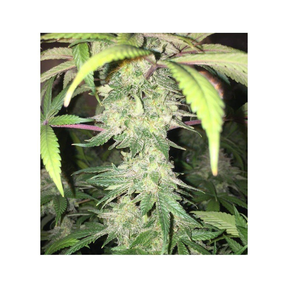 CBD Yummy (CBD Crew) - Zativo