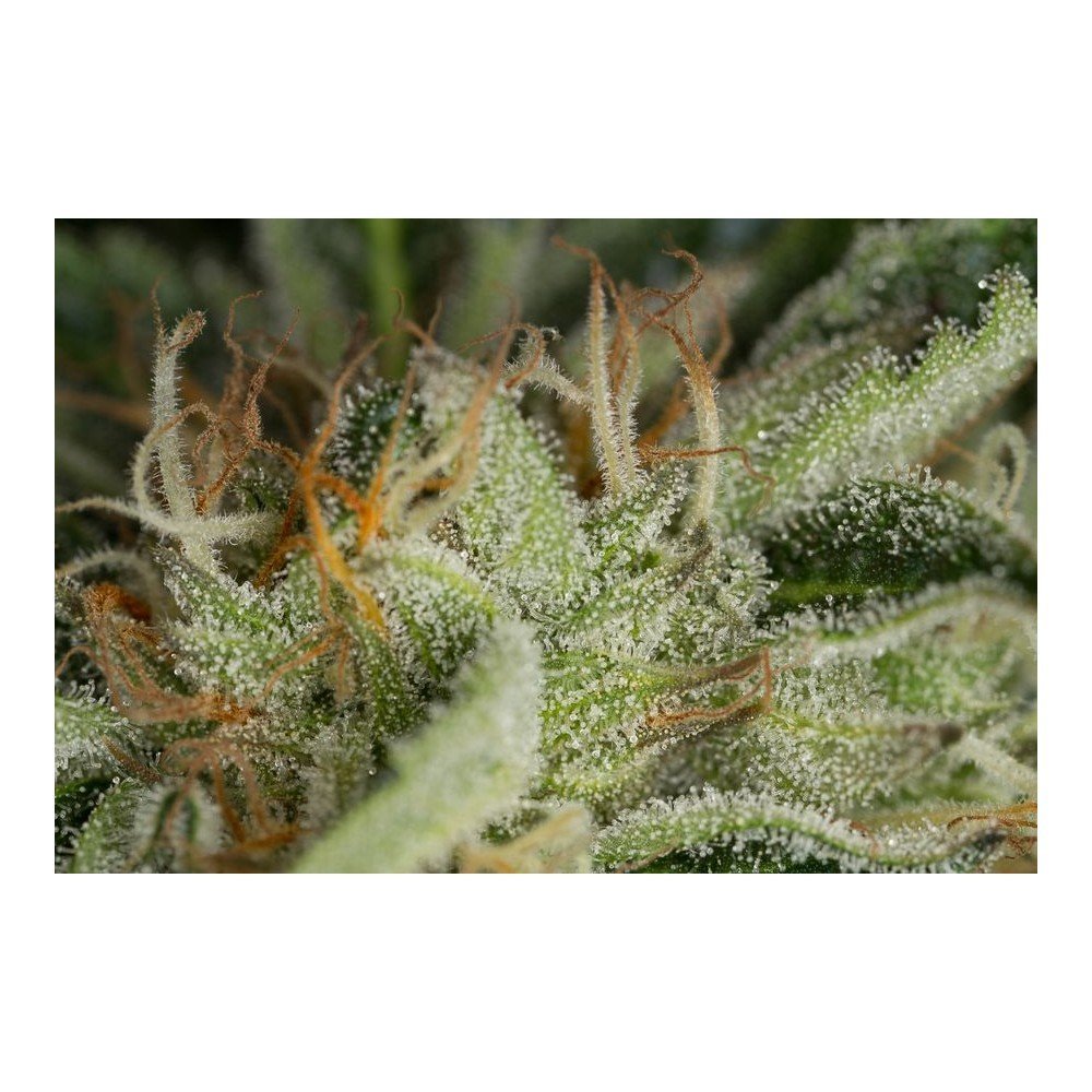 Kush-N-Cheese (Dinafem) - Zativo