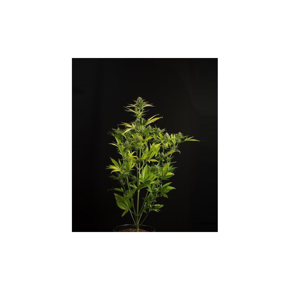 Kush-N-Cheese Autoflowering (Dinafem) - Zativo