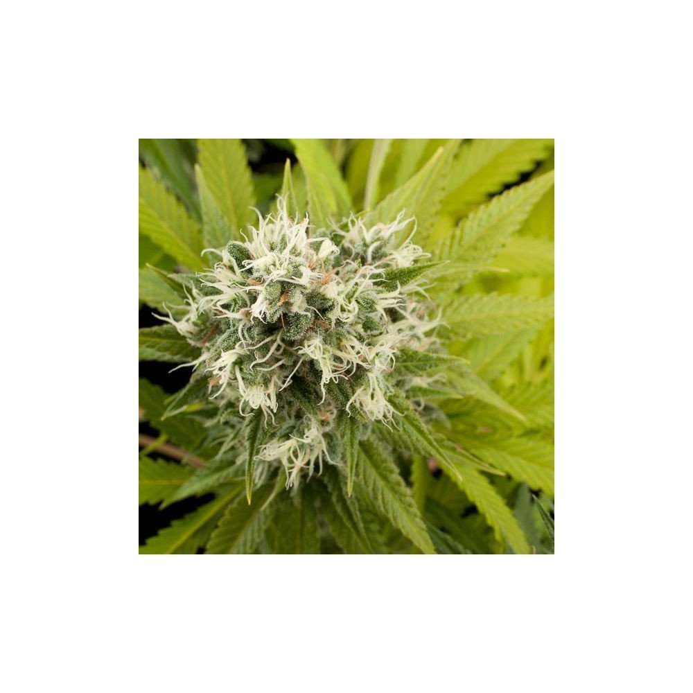 Power Kush (Dinafem) - Zativo