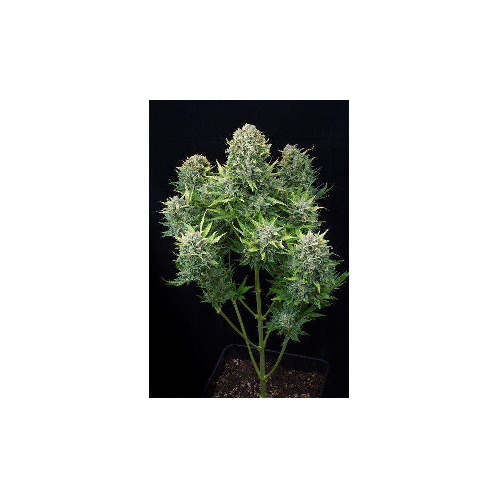 White Cheese Autoflowering (Dinafem) - Zativo