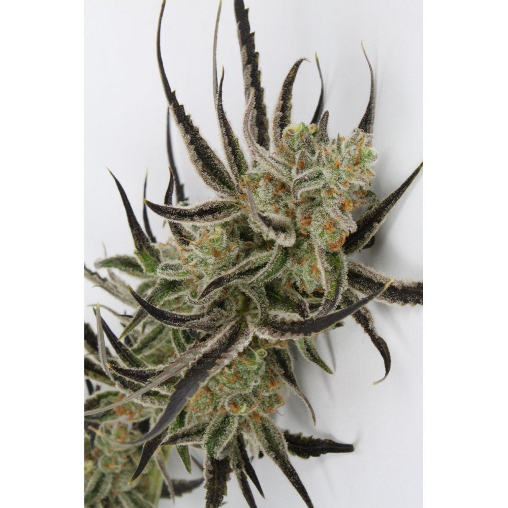 Chernobyl (TGA Subcool Seeds) - Zativo