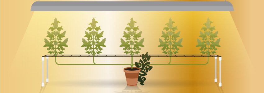 SOG et ScrOG - Zativo