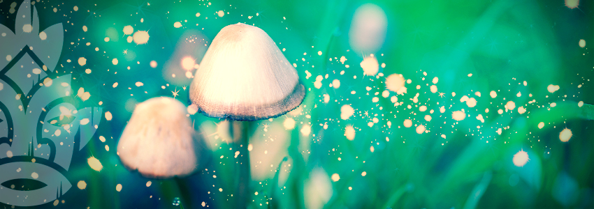 Guide Simple Pour Identifier Les Champignons Magiques Courants - Zativo