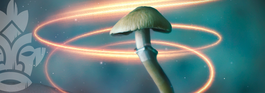 Guide Simple Pour Identifier Les Champignons Magiques Courants - Zativo