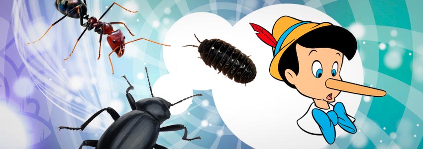 Différents Types d’Hallucination - Zativo