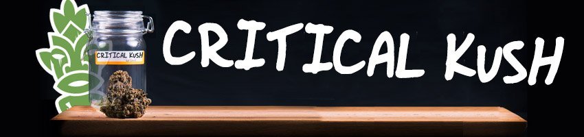 L'Histoire Derrière la Kush - Zativo